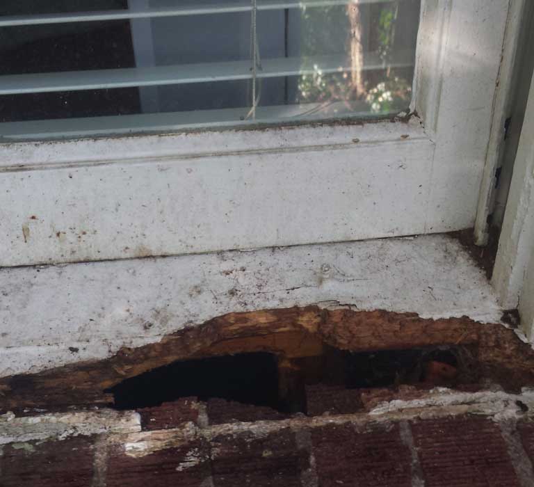 Animal Damage Repair - Greenville