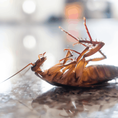 Nuisance Wildlife Removal and Pest Control - Greenville