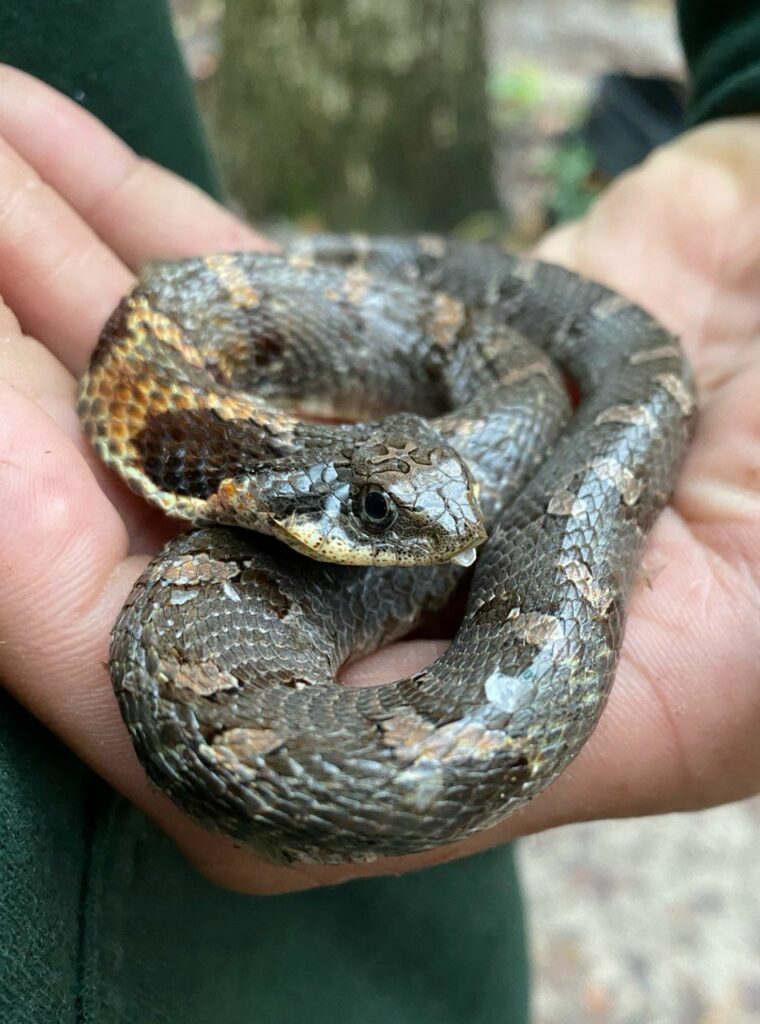 Snakes in home, Emergency Snake Removal, Seneca SC